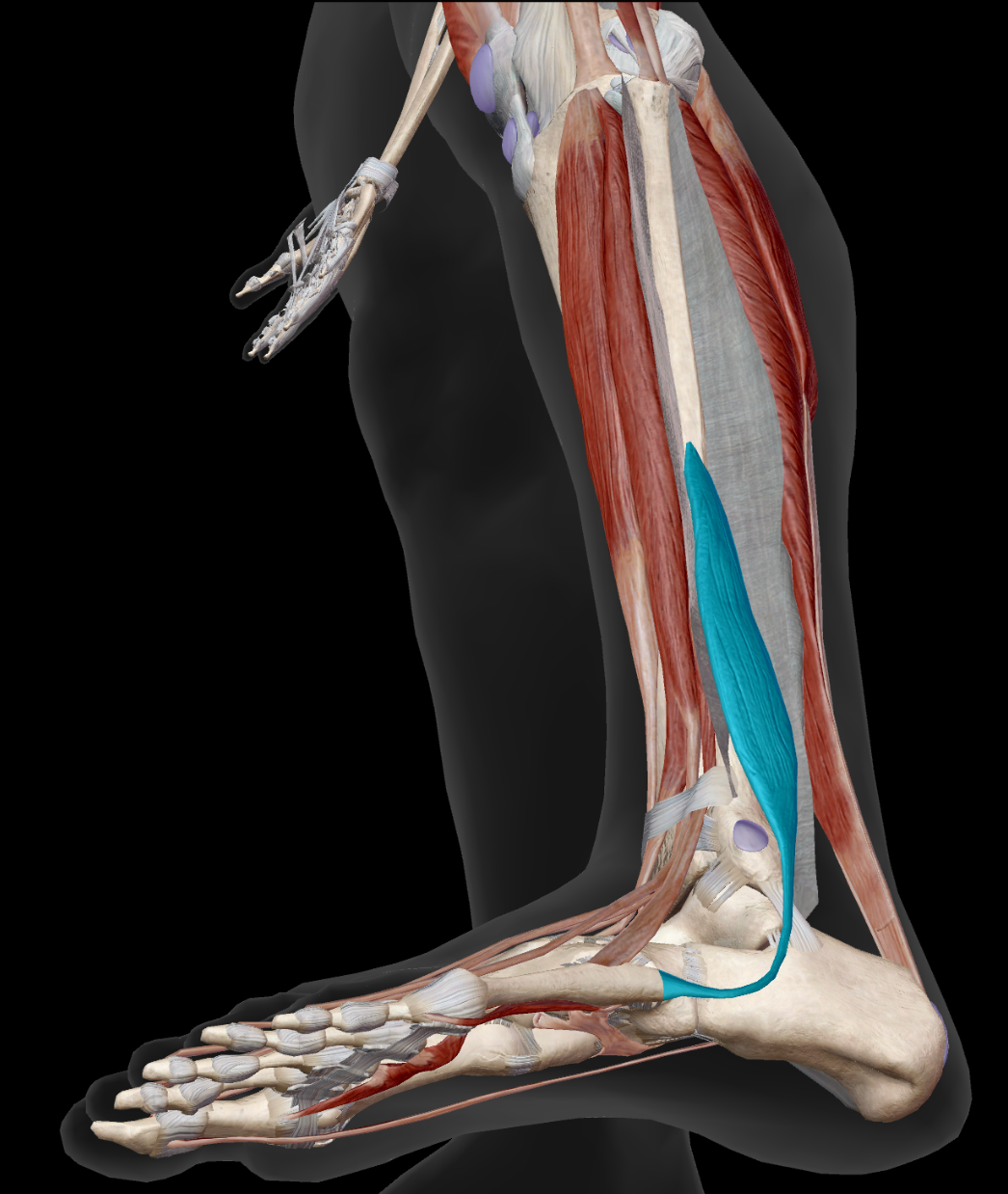 Fibularis Muscles: What They Are and Why They Might Be Causing Your ...